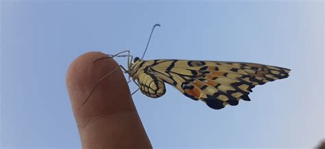 손가락 손 나비 Pixabay의 무료 사진