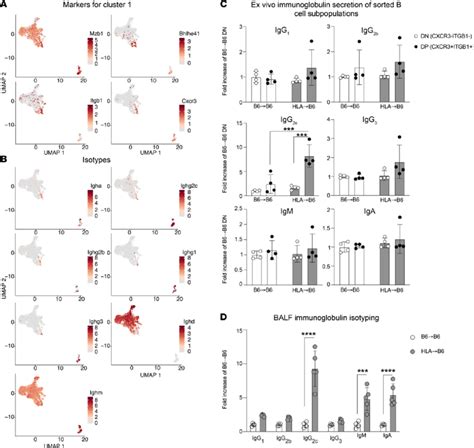 Functional Characterization Of The Cluster 1 B Cell Subset A Gene