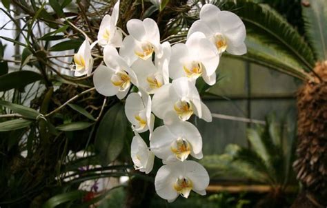 Cara Menanam Dan Merawat Anggrek Bulan Agar Rajin Berbunga