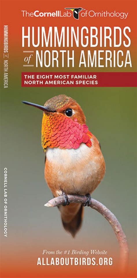 Hummingbirds Of North America The Eight Most Familiar North American