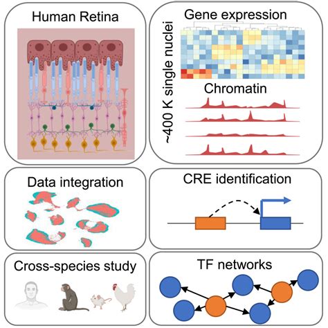 A Multi Omics Atlas Of The Human Retina At Single Cell Resolution Cell Genomics