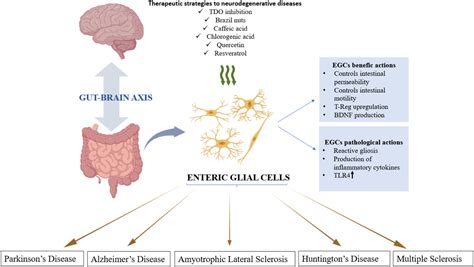The Double‐edged Sword The Complex Function Of Enteric Glial Cells In