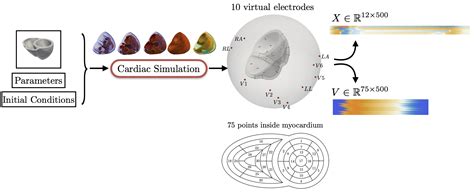 Machine Learning For Cardiac Electrocardiography Mikels Website