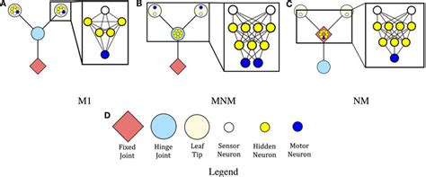 The Controllers And Morphologies For Each Of The Three Robots The Red Download Scientific