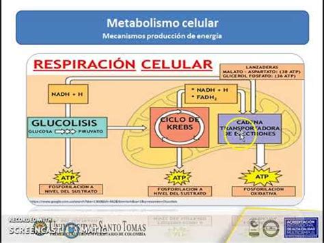 Metabolismo De Los Seres Vivos Escolar Abc Color Images