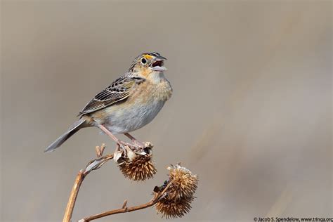 Grasshopper Sparrow 4