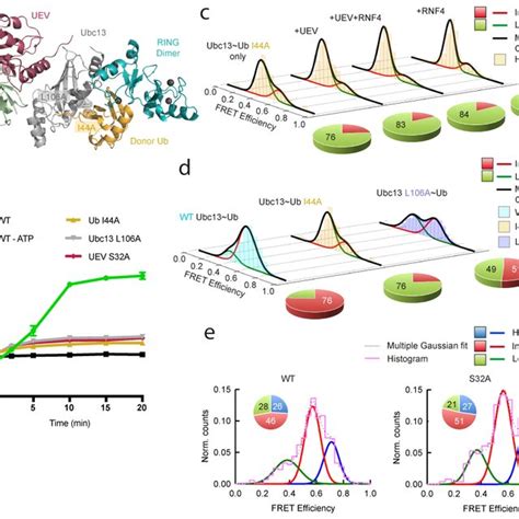 Pdf Ubiquitin Transfer By A Ring E3 Ligase Occurs From A Closed E2~ub