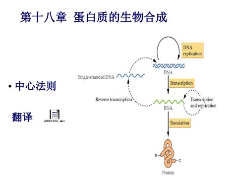 中国农业大学 生物化学第18章 蛋白质的生物合成word文档在线阅读与下载无忧文档