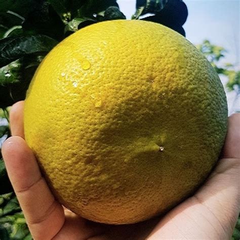 خرید و قیمت دارابی پرتابی 3 کیلویی از غرفه نیرماهی