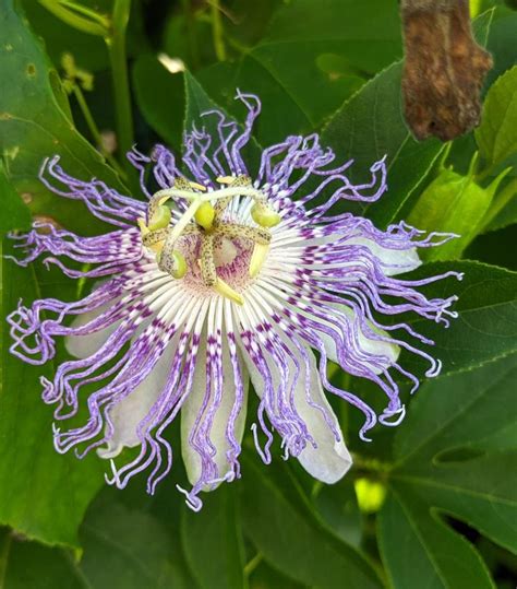 Passiflora Incarnata Maypop Redwood Nursery And Garden Center
