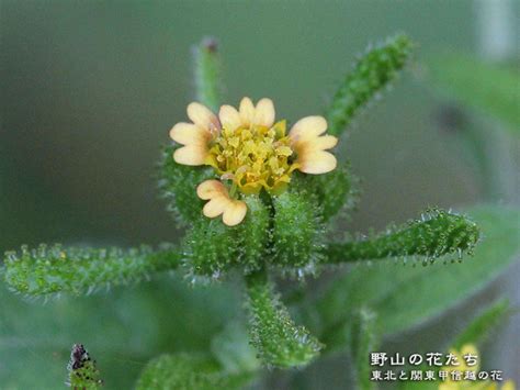 ツクシメナモミ 野山の花たち 東北と関東甲信越の花