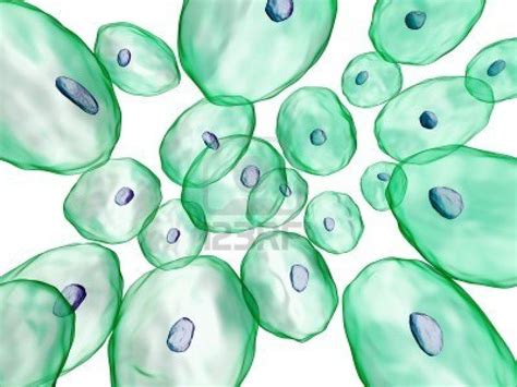 Human Cells Stock Photo Fine Art Photo Prints Free Art Prints Modern Art Prints Posters And