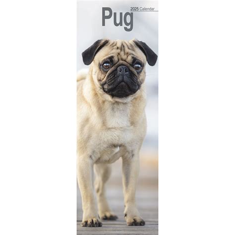 Pug Calendar 2025 Slimline Avonside Publishing Ltd
