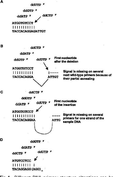 figure 1 from unravelling genetic data by arrayed primer extension