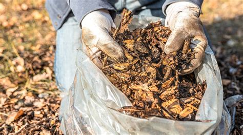 How To Plant Grow And Care For Ornamental Allium