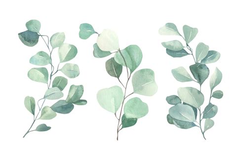 Aquarell Eukalyptus Sammlung Premium Vektor