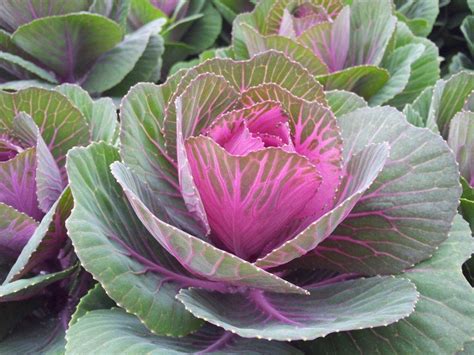 Brassica Bloemenkwekerij Eduard Daling