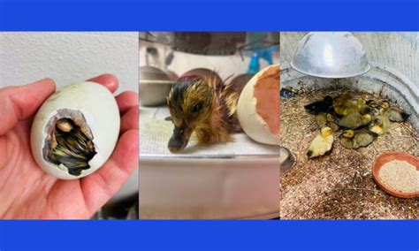 How To Incubate Duck Eggs For Beginners
