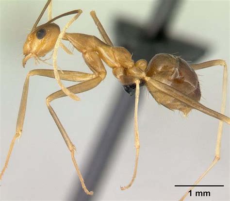 Yellow Crazy Ant Anoplolepis Gracilipes Insect