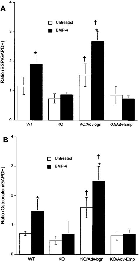 Bone Sialoprotein Bsp And Osteocalcin Were Determined By Relative