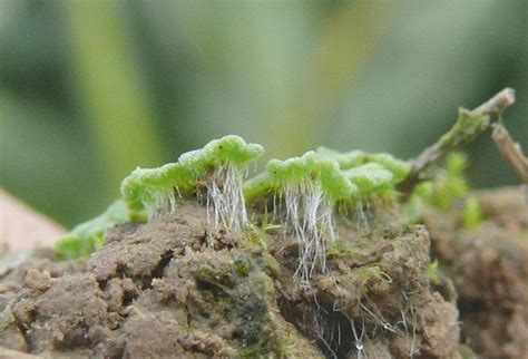 Lets Learn Plants Amphibious Nature Of Bryophytes Adaptations To