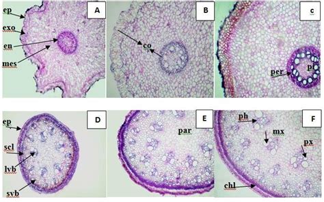 Transverse Sections Of The Median Portion Of Asparagus Officinalisroot Download Scientific