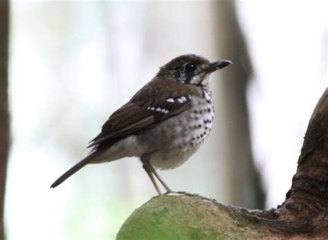 Taxonomy Thrushes Turdidae