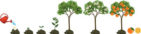 オレンジの木に種から育つ植物ライフ サイクル工場 かんきつ類のベクターアート素材や画像を多数ご用意 Istock