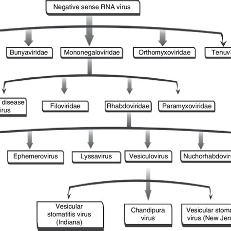 Differences Between Encephalopathy And Encephalitis Download Scientific Diagram