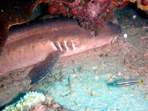 Nurse Shark Ocean Treasures Memorial Library