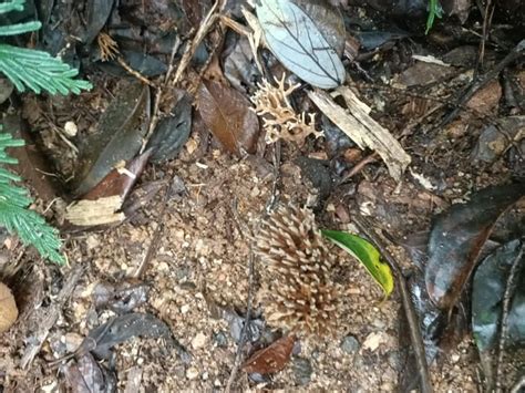 Fnq Australia R Shroomid