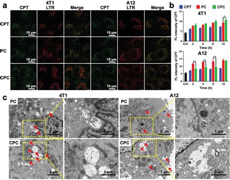 A Clsm Photos Of 4t1 Cells And Aml12 Cells Treated With Cpt Pc And