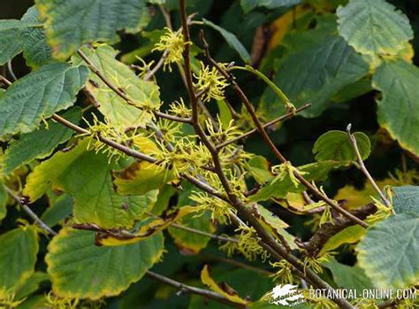 Plantas Medicinales Para La Hipertensión Botanical Online