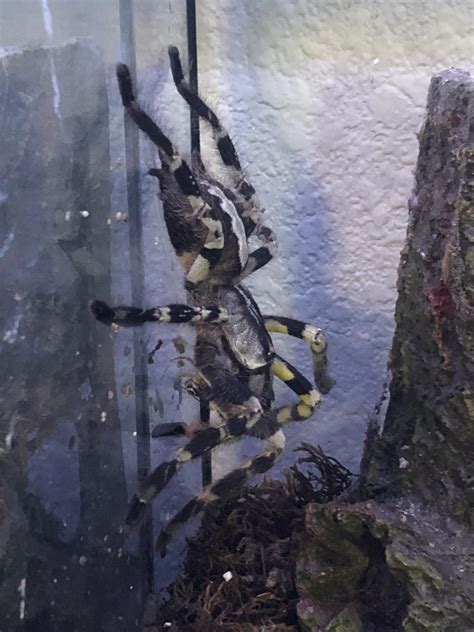 P Regalis Feeding Time R Spiders