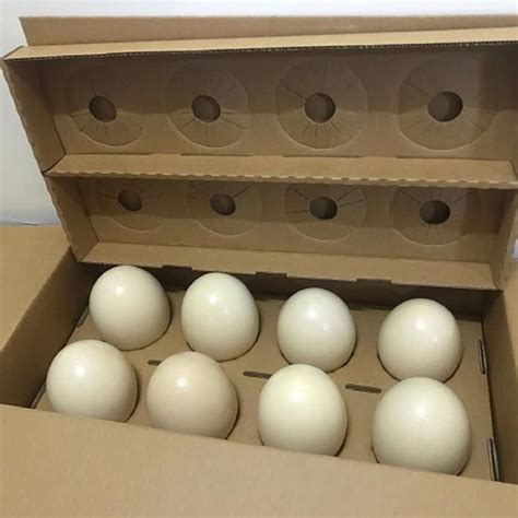 Moluccan Cockatoo Parrot Eggs For Sale Exoticglobalbirdsfarm