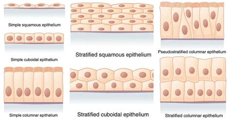 epithelial tissue definition characteristics types and functions