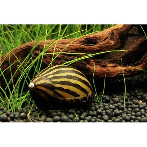 Neritina Natalensis Aquarium Crystal