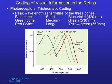 Biological Neural Networks Example The Visual System 1