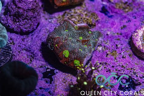 Spooky War Favites Wysiwyg Queen City Corals