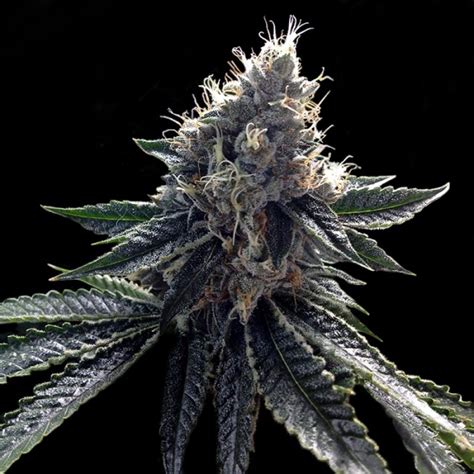 Sour Kosher Feminizada 3 Dna Genetics Imperioseeds Grow Shop