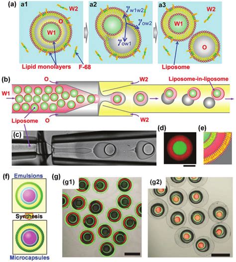 Microparticles With Concentric Multiple Compartments For Synergistic Download Scientific