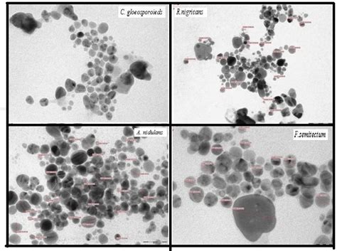 Shows Xrd Analysis Peaks Aasigned To The Corresponding Diffraction