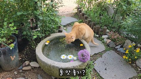 작은 정원에 사는 길냥이노랑고양이산책냥이 부럽다럭셔리 물그릇 Youtube