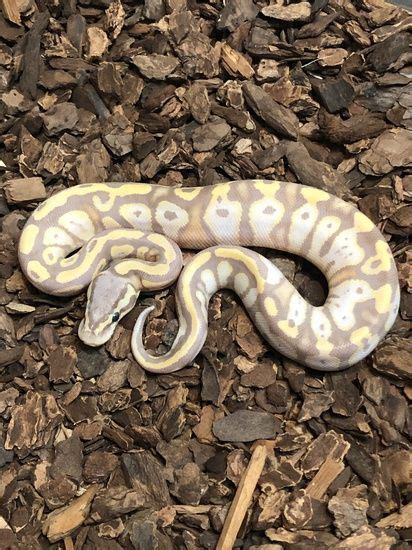 Pastel Banana Het Pied Ball Python By Rustys Morphmarket