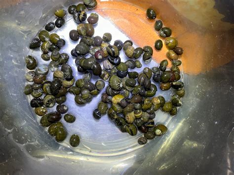 Zig Zag Nerite Snail Neritina Communis