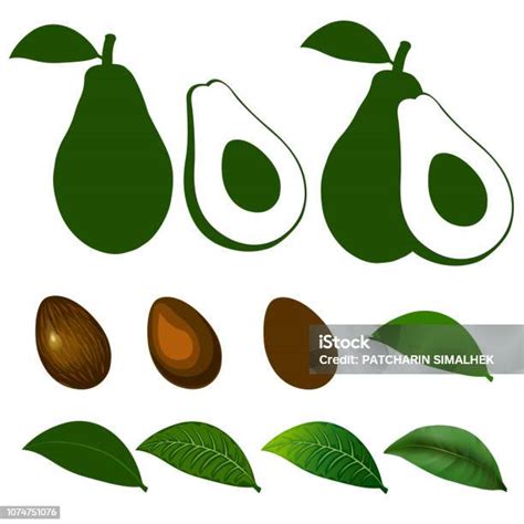 Fruits Davocat Vecteur Isolés Sur Fond Blanc Vecteurs Libres De Droits