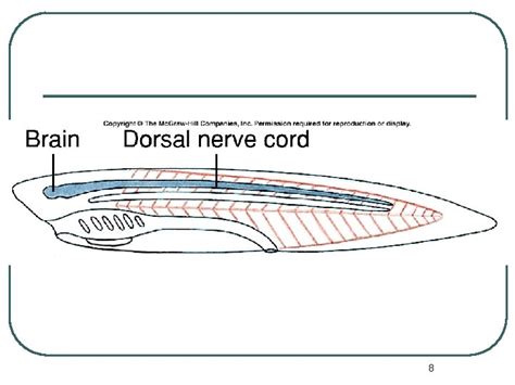 Phylum Chordata The Chordates Characteristics Common To All