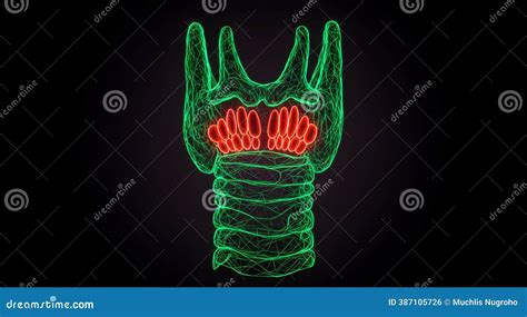 Detailed 3d Model Of The Human Thyroid Gland Anatomy Visualization Of