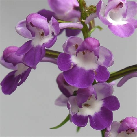未使用i0613 02無銘交配種 濃色無点花の増殖品 アワチドリ豆千代系山野草 ウチョウラン イワチドリ 蘭 ラン 球根の落札情報詳細