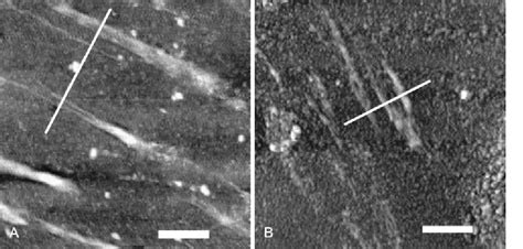 Figure 1 From Nanoscale Features Of Fibronectin Fibrillogenesis Depend On Protein Substrate